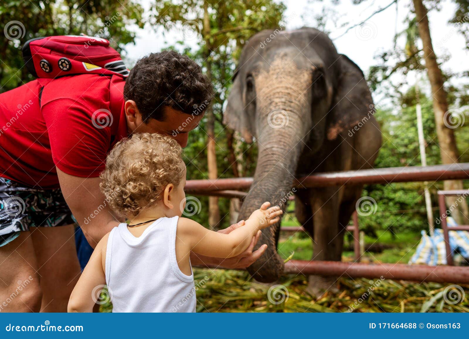 Father With Son Feed Elephant In Thailand Stock Photography ...
