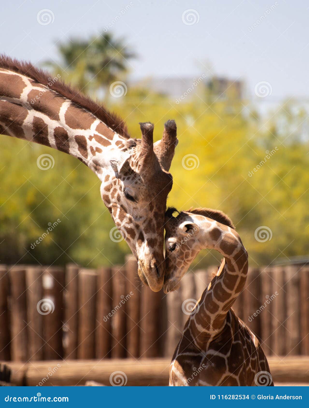 Father and Son Giraffe Nuzzle Stock Photo - Image of horns, nature ...