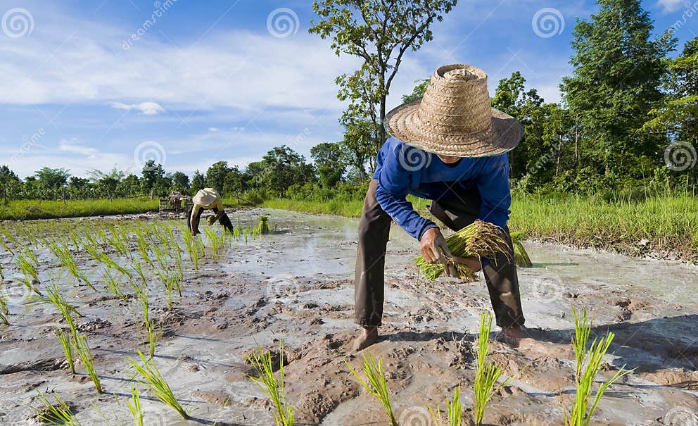 Father and Son Growing Rice Stock Image - Image of grain, culture: 15598801