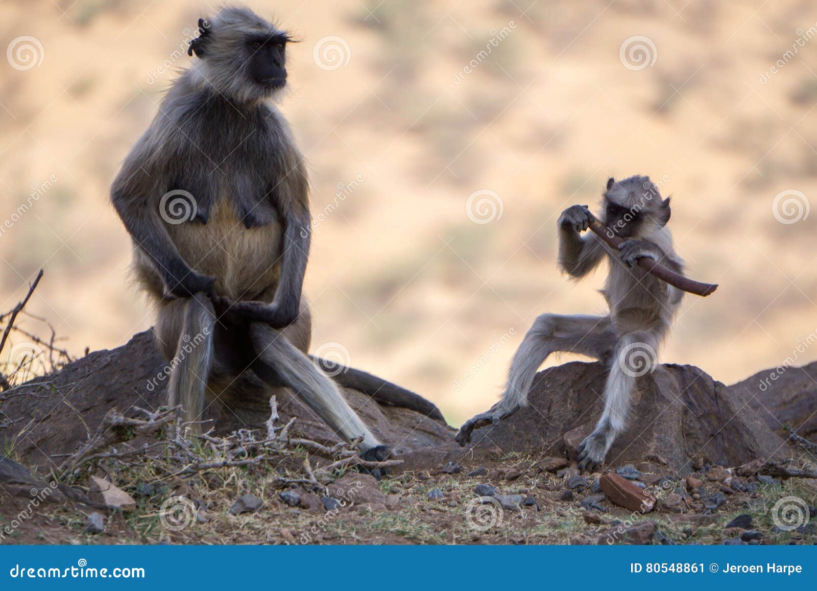Father and Son Monkey are Taking a Break Stock Image - Image of sitting ...