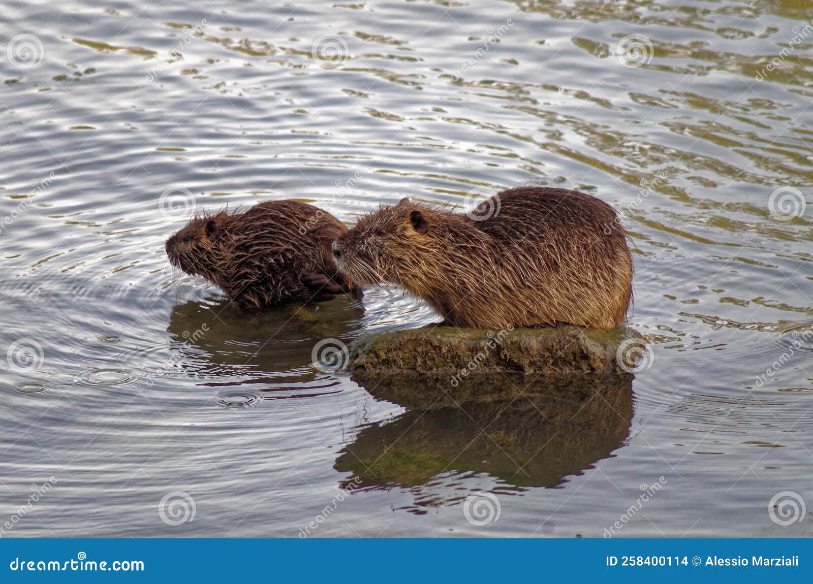 Father and Son Nutria Standing in the River Stock Photo - Image of ...
