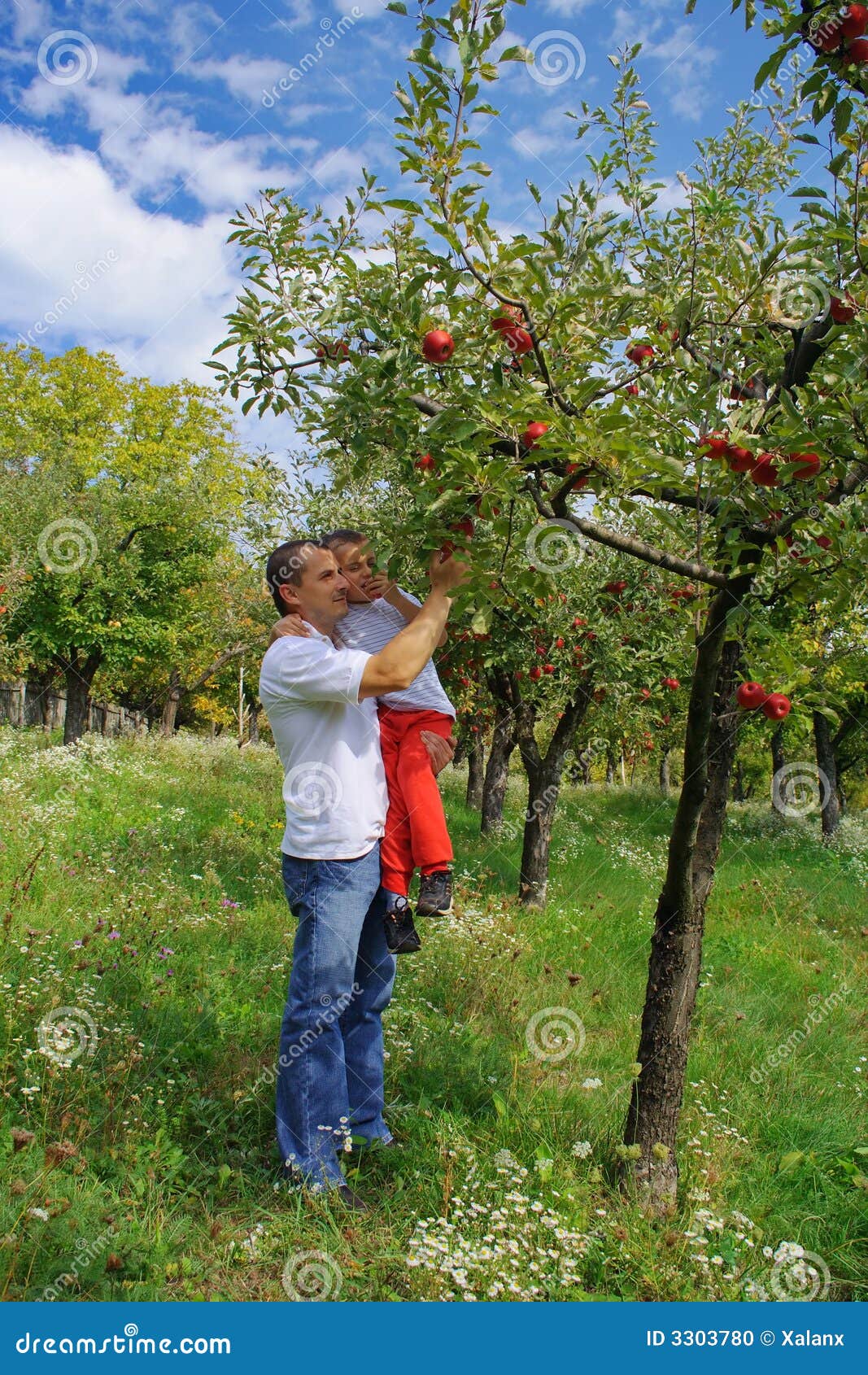 Father and Son Picking Apples Stock Photo - Image of clouds, trees: 3303780