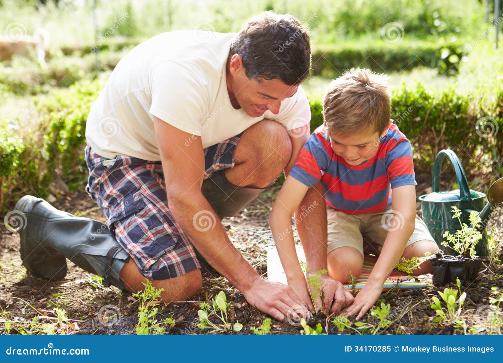 Father and Son Planting Seedling in Ground on Allotment Stock Image ...