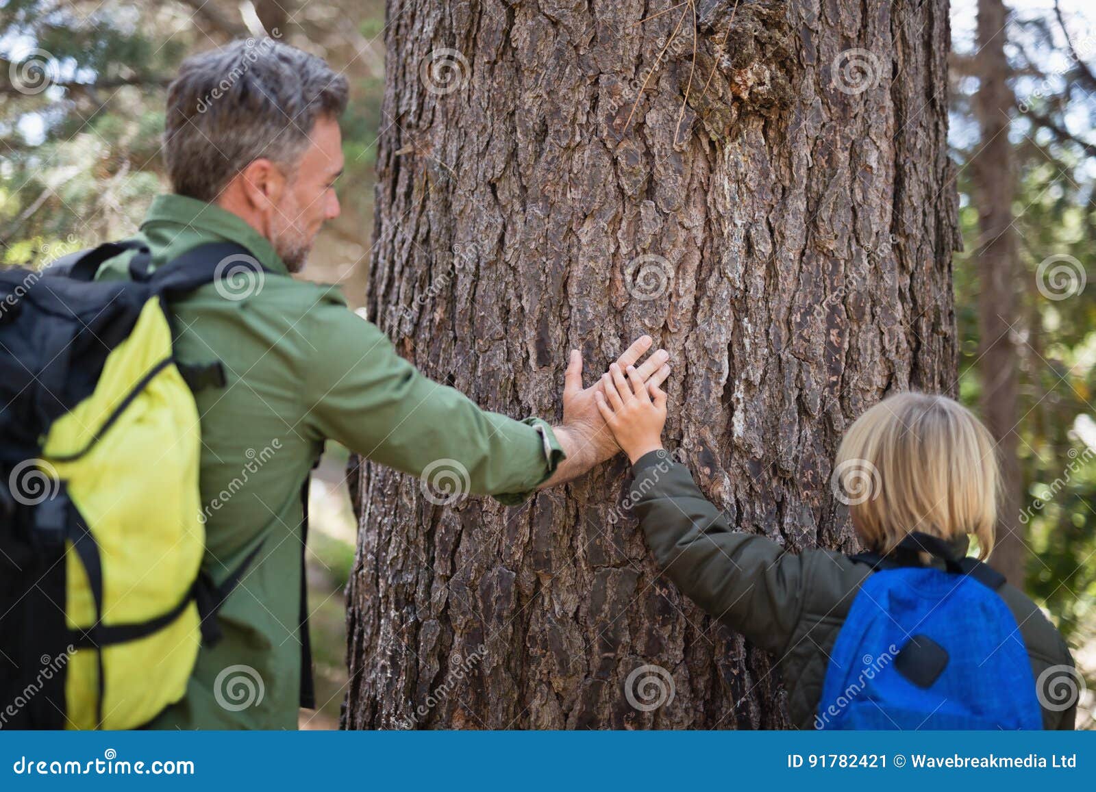Father and Son Touching Tree Trunk in Forest Stock Image - Image of ...