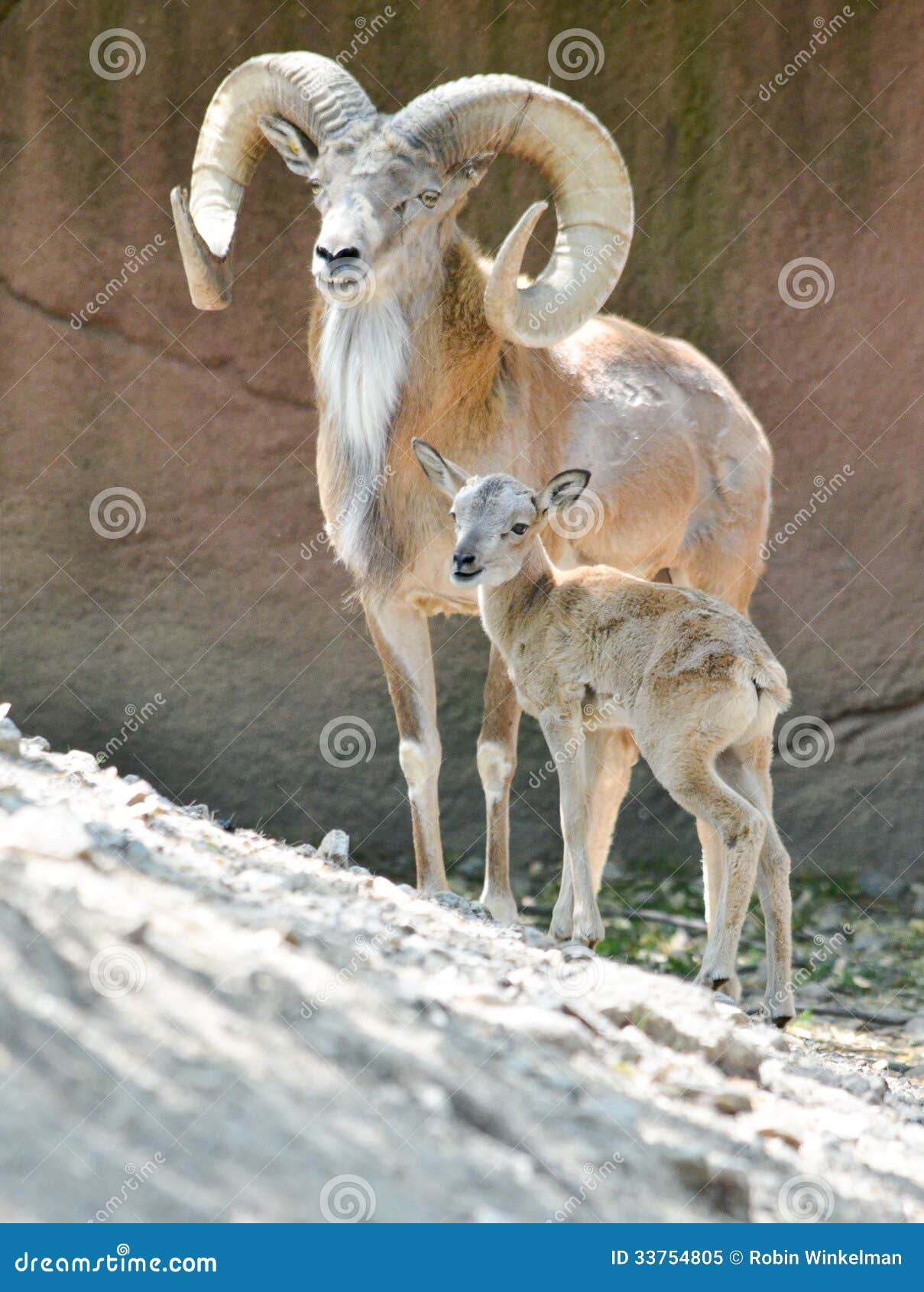 Father uriel and son stock image. Image of male, calf - 33754805