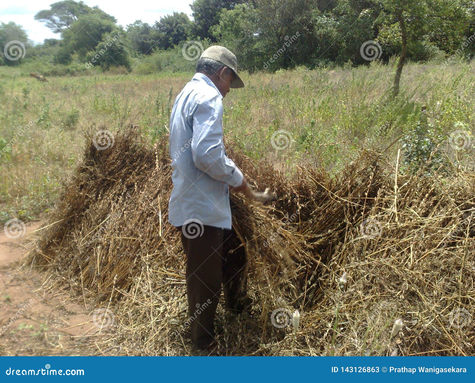 A Father Would Sesame the Harvest Editorial Stock Photo - Image of face ...