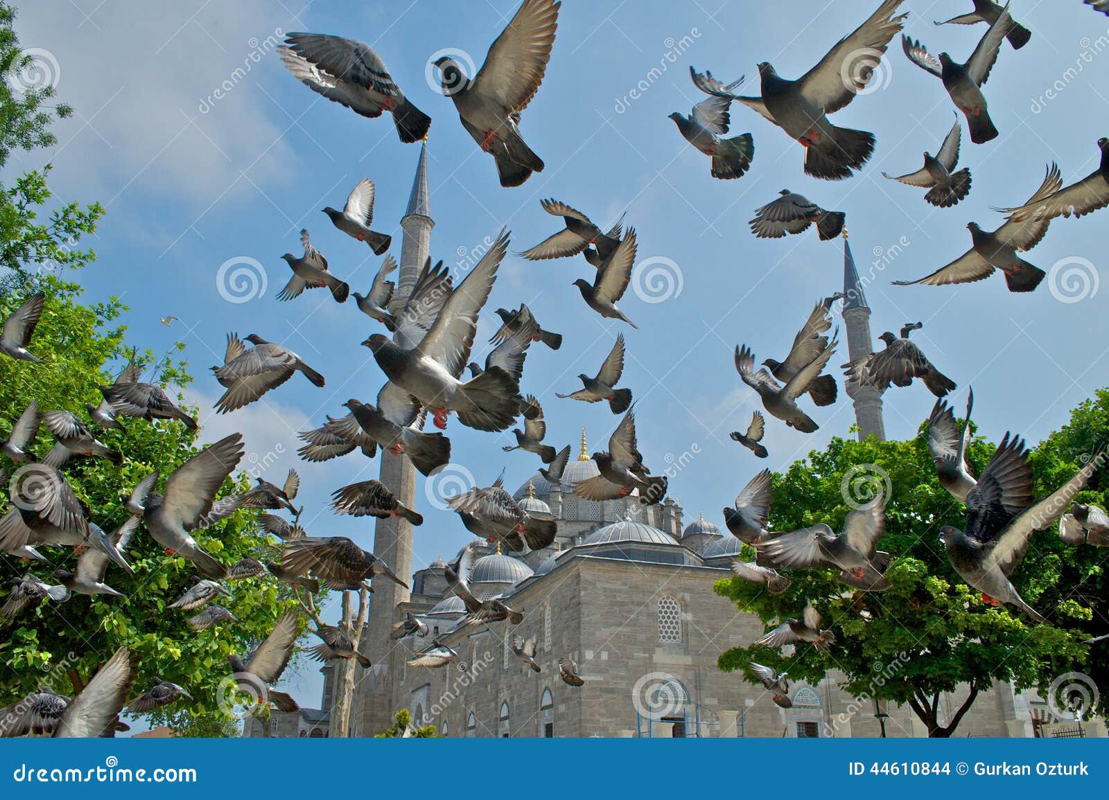 Fatih Mosque and pigeons 1 editorial stock image. Image of turkey ...