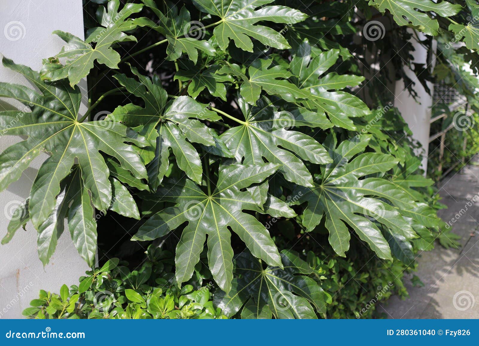 Fatsia Japonica, an Evergreen Shrub or Small Tree Stock Photo - Image ...