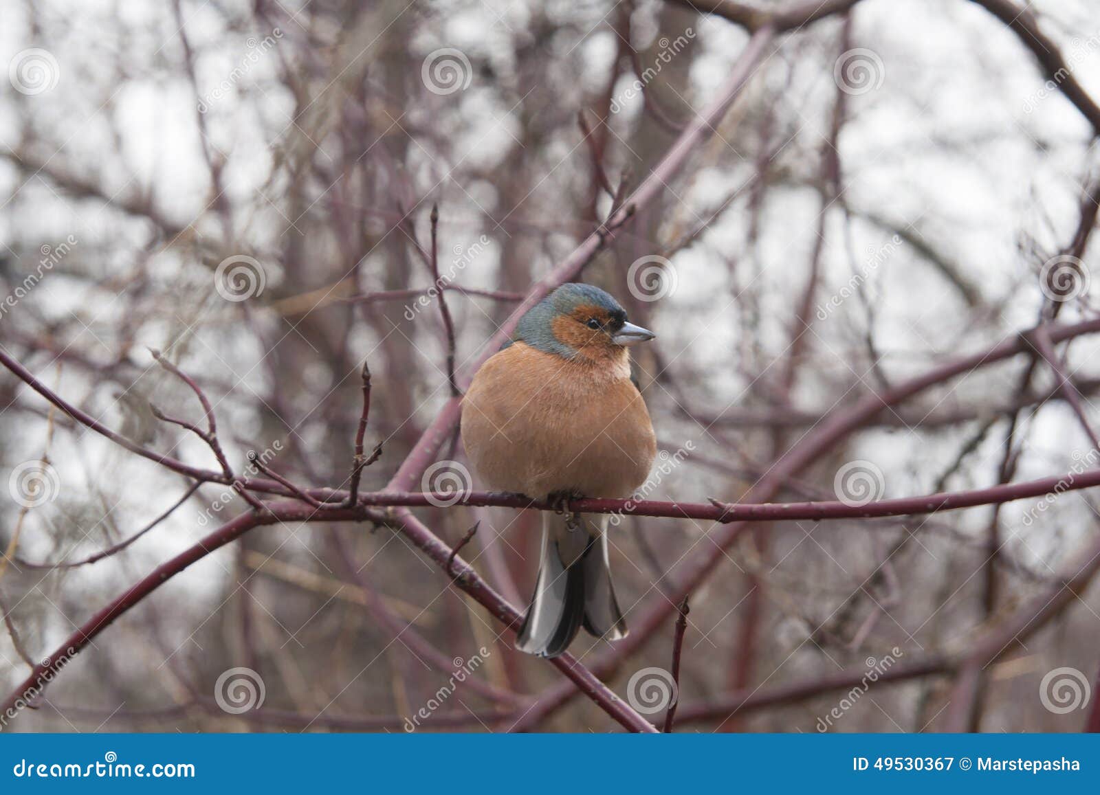 Fat Finch Sits on a Branch. he Cringed from the Cold. Stock Image ...