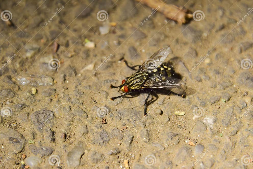 The fattest fly stock image. Image of white, ground - 117967273