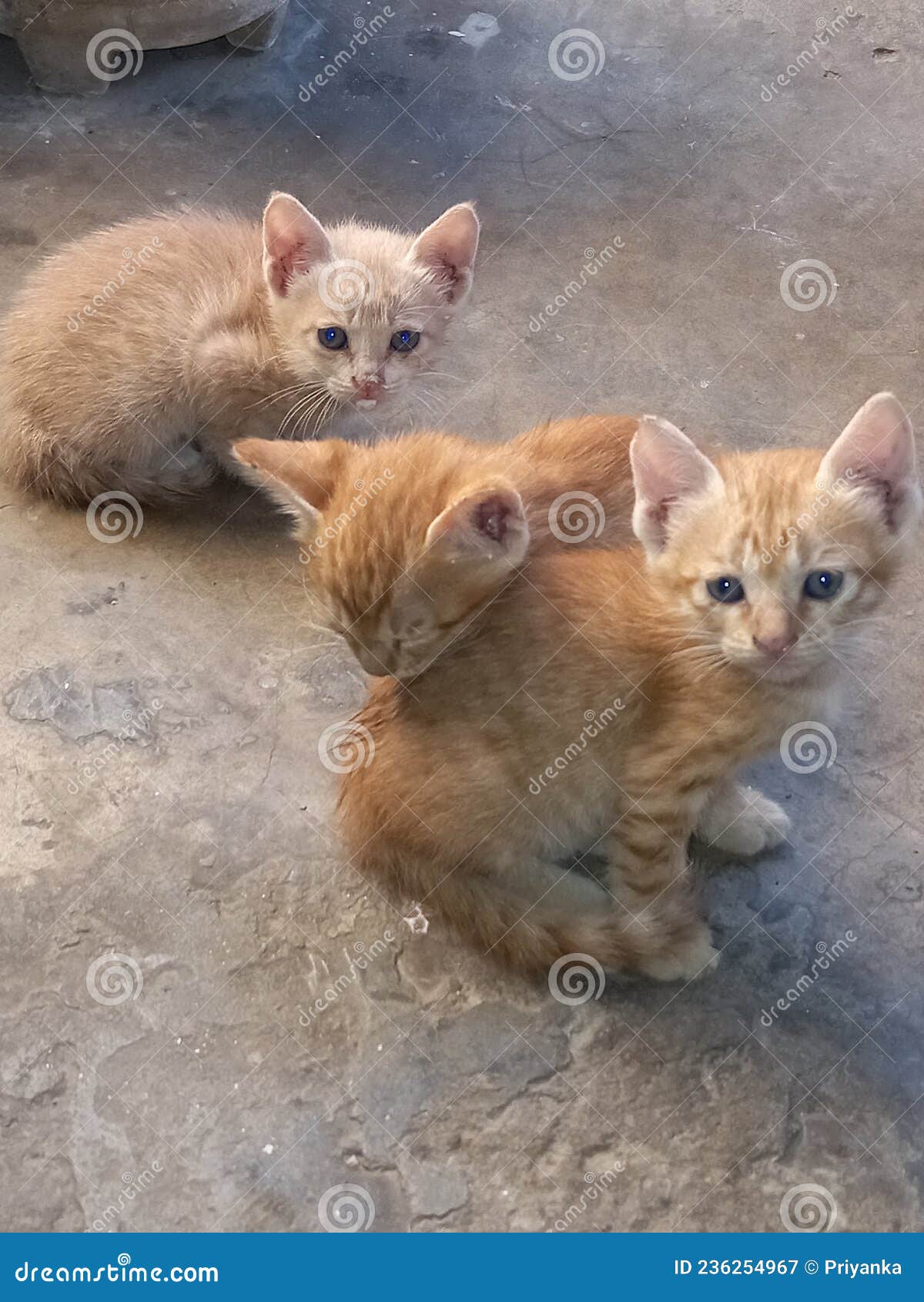 Fatty catty way stock image. Image of nose, wildcat - 236254967