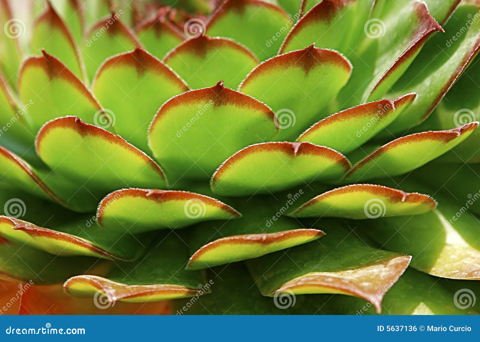 Fatty leaves stock photo. Image of leaves, sunny, macro - 5637136