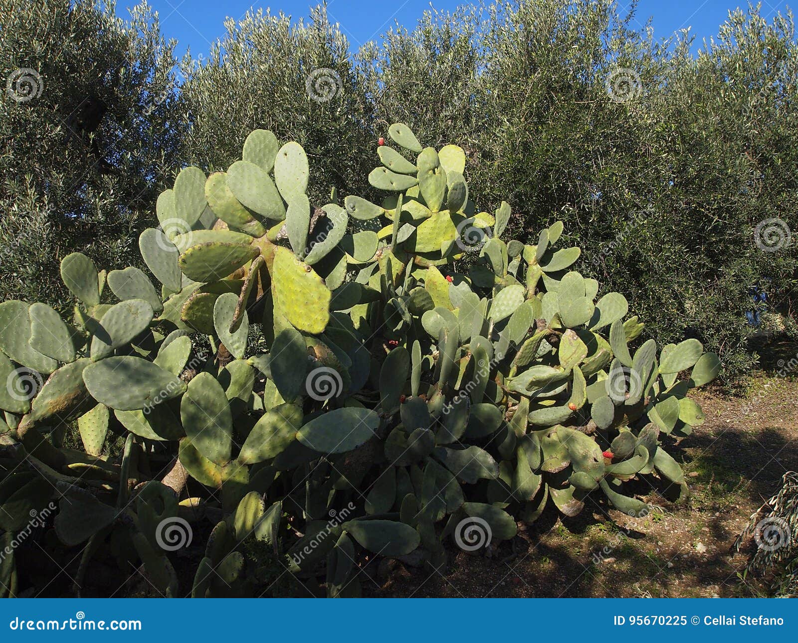 Fatty plant, fig tree stock image. Image of fatty, tree - 95670225