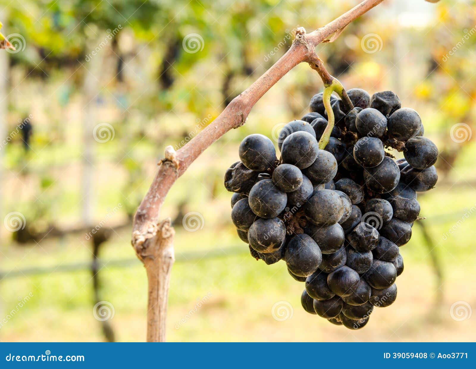 Fatura De Vinho Roxa Da Uva Foto de Stock - Imagem de nave, vinho: 39059408