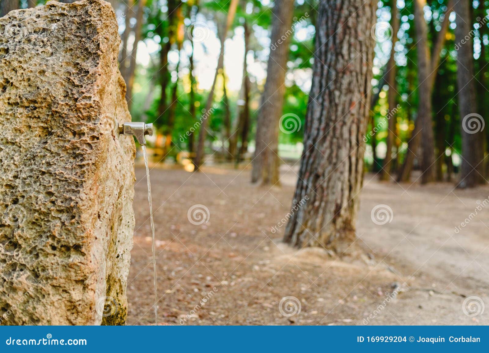 Faucet in Natural Water Fountain in the Forest Stock Photo - Image of ...