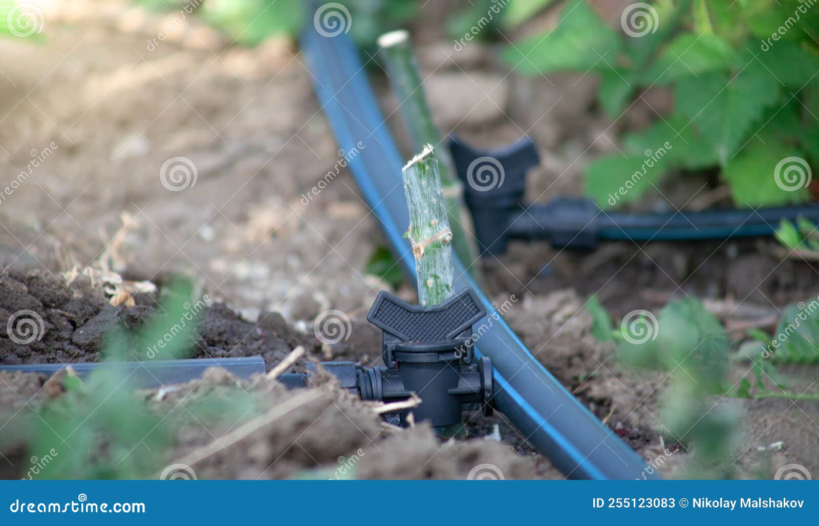 Faucet in the Pipe for Drip Irrigation. Watering Plants in the Garden ...