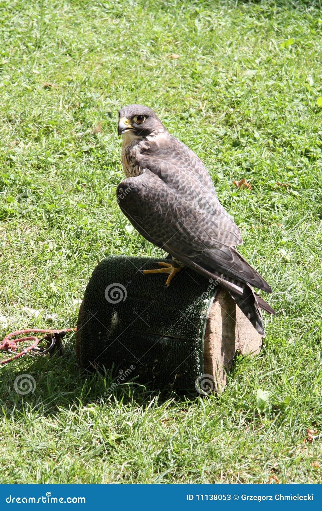 Faucon image stock. Image of sauvage, brun, herbe, serre - 11138053