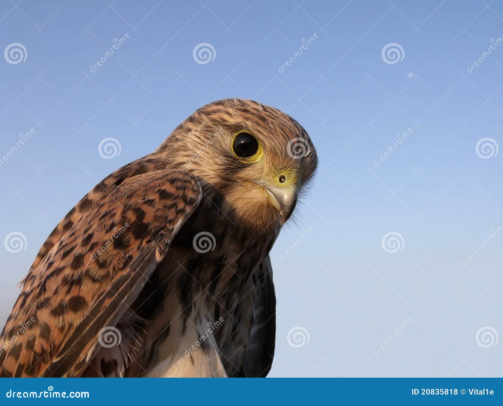 Faucon photo stock. Image du ciel, bleu, oiseau, jeune - 20835818