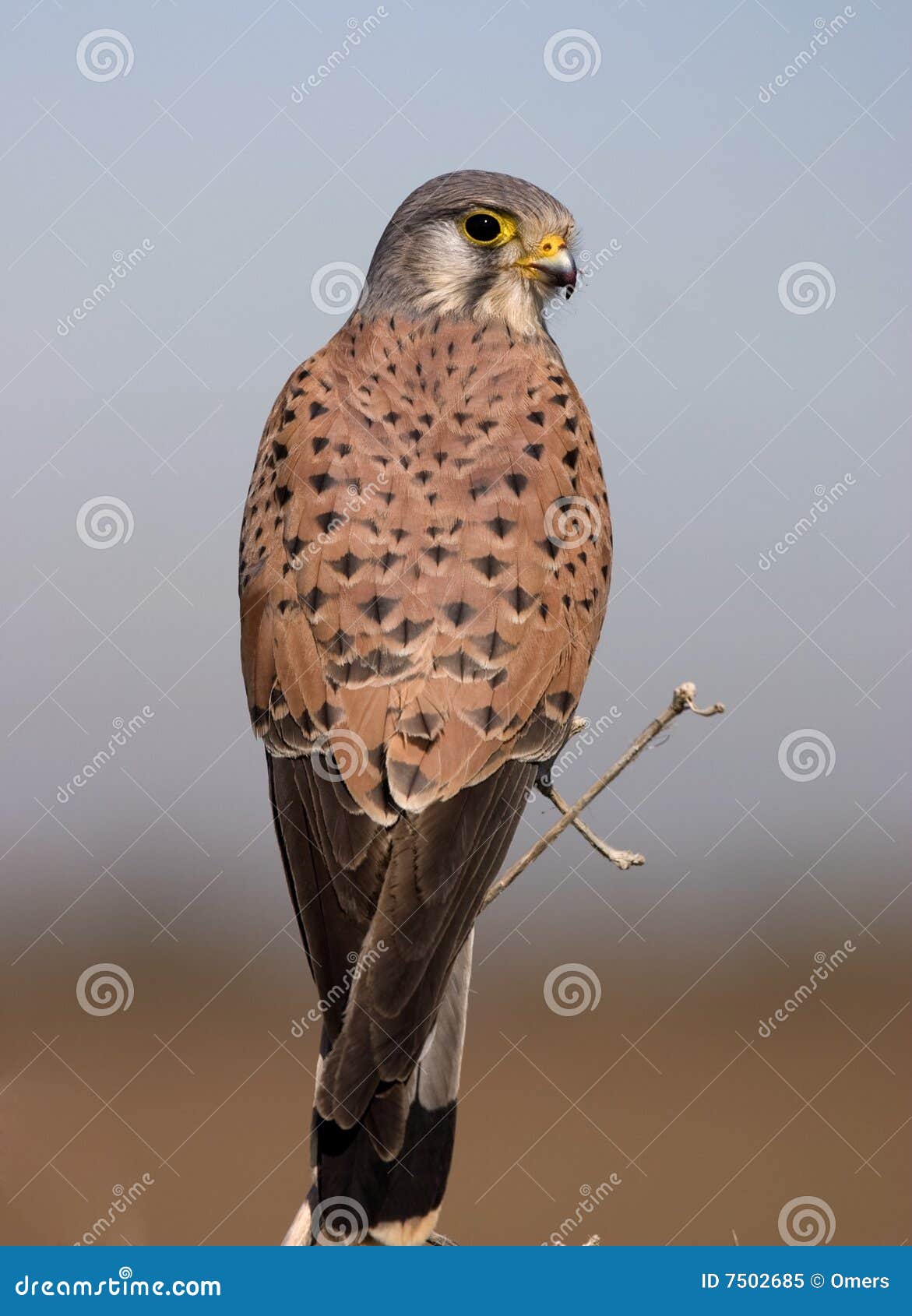 Faucon image stock. Image du aile, endroits, sauvage, regarder - 7502685