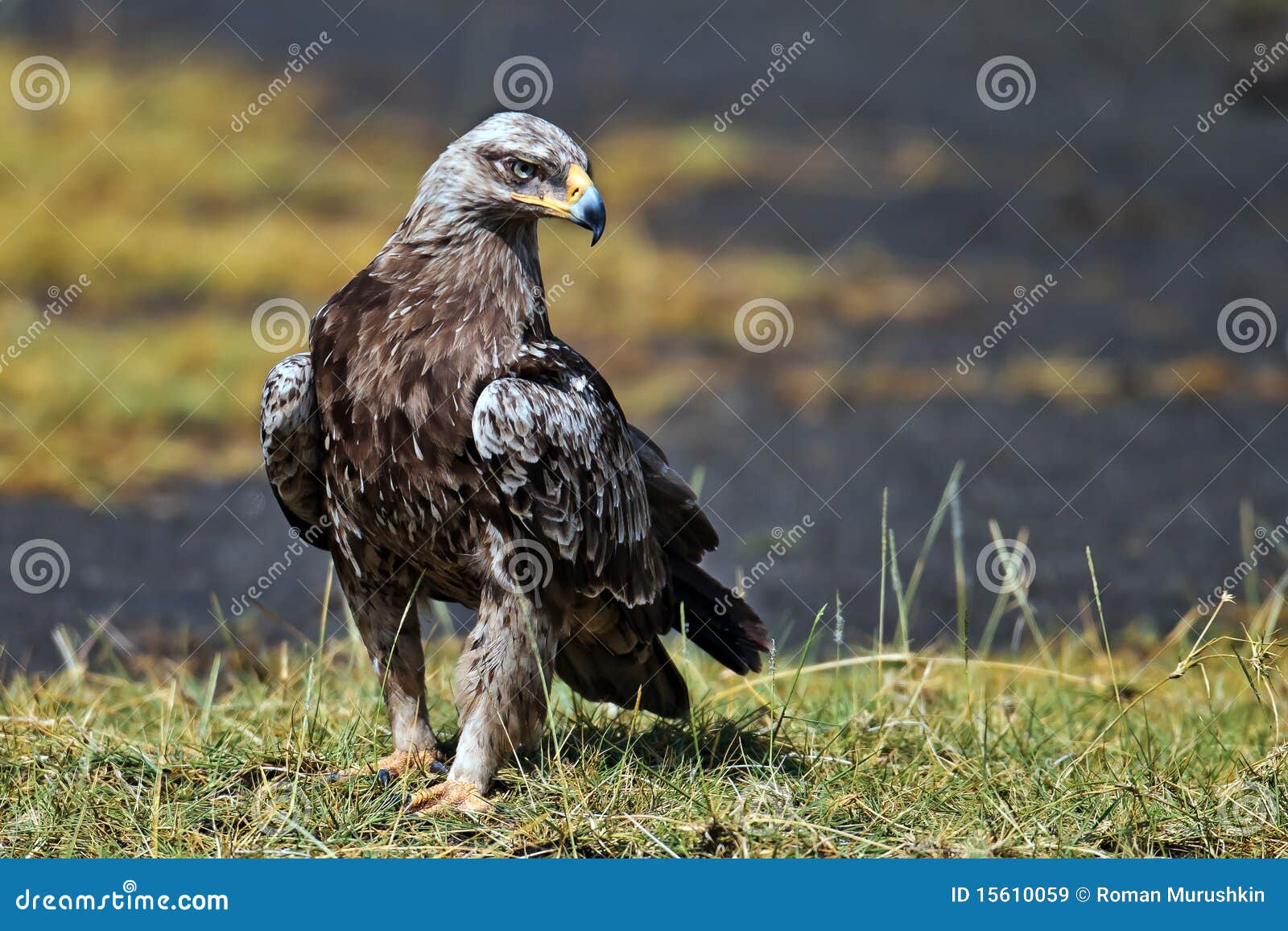 Faucon-aigle Se Reposant Sur Le Cordon Image stock - Image du aigle ...