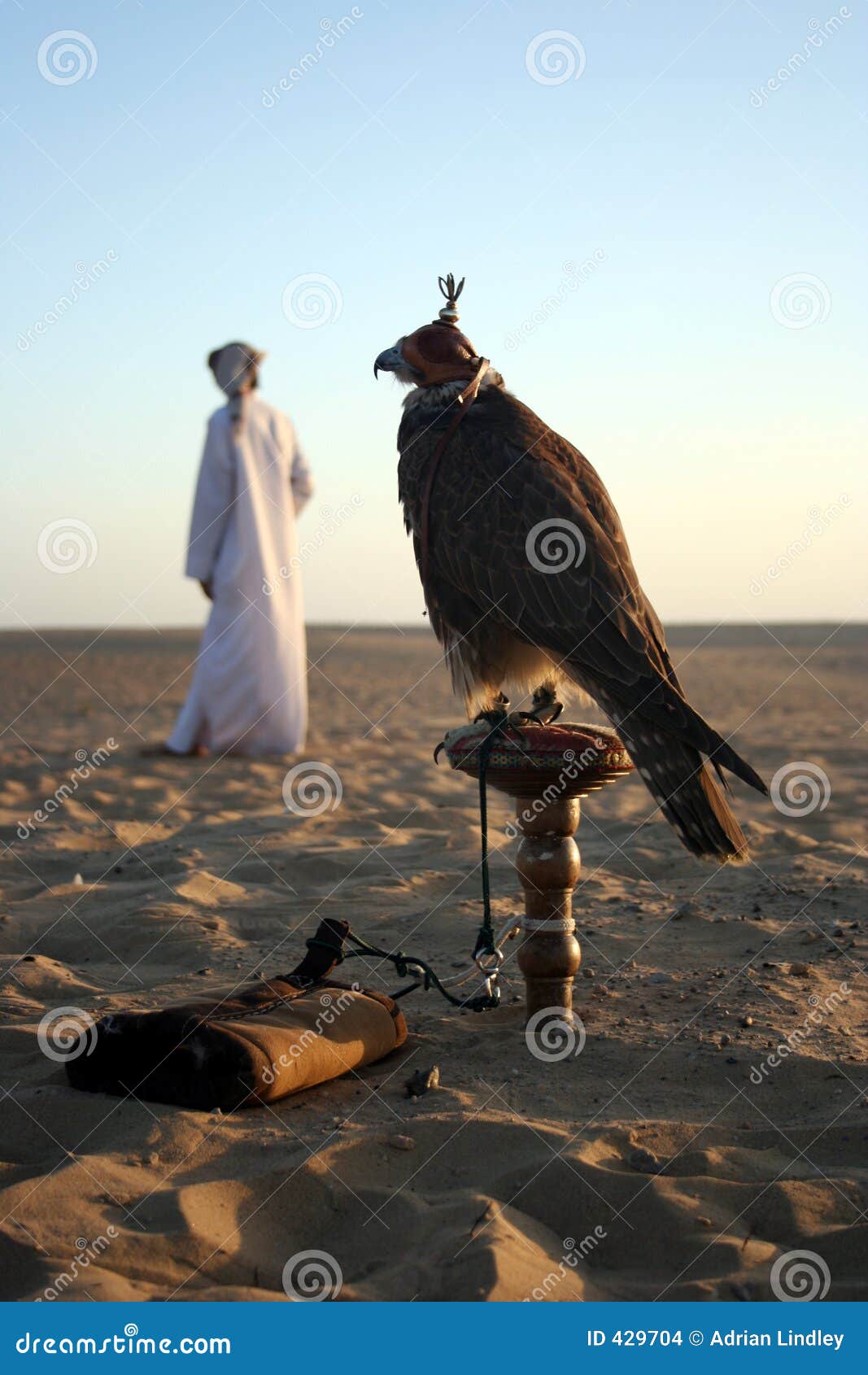 Faucon Arabe photo stock. Image du désert, faucon, proie - 429704