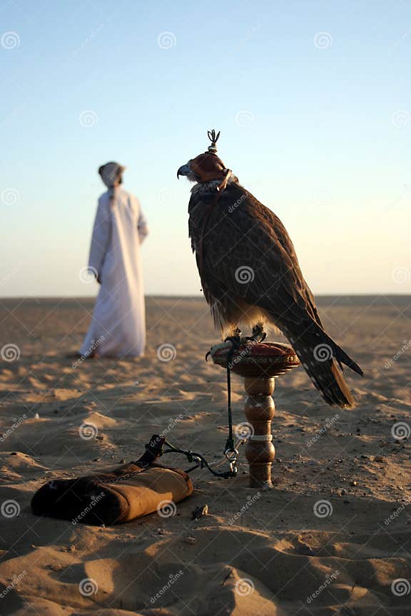 Faucon Arabe photo stock. Image du désert, faucon, proie - 429704