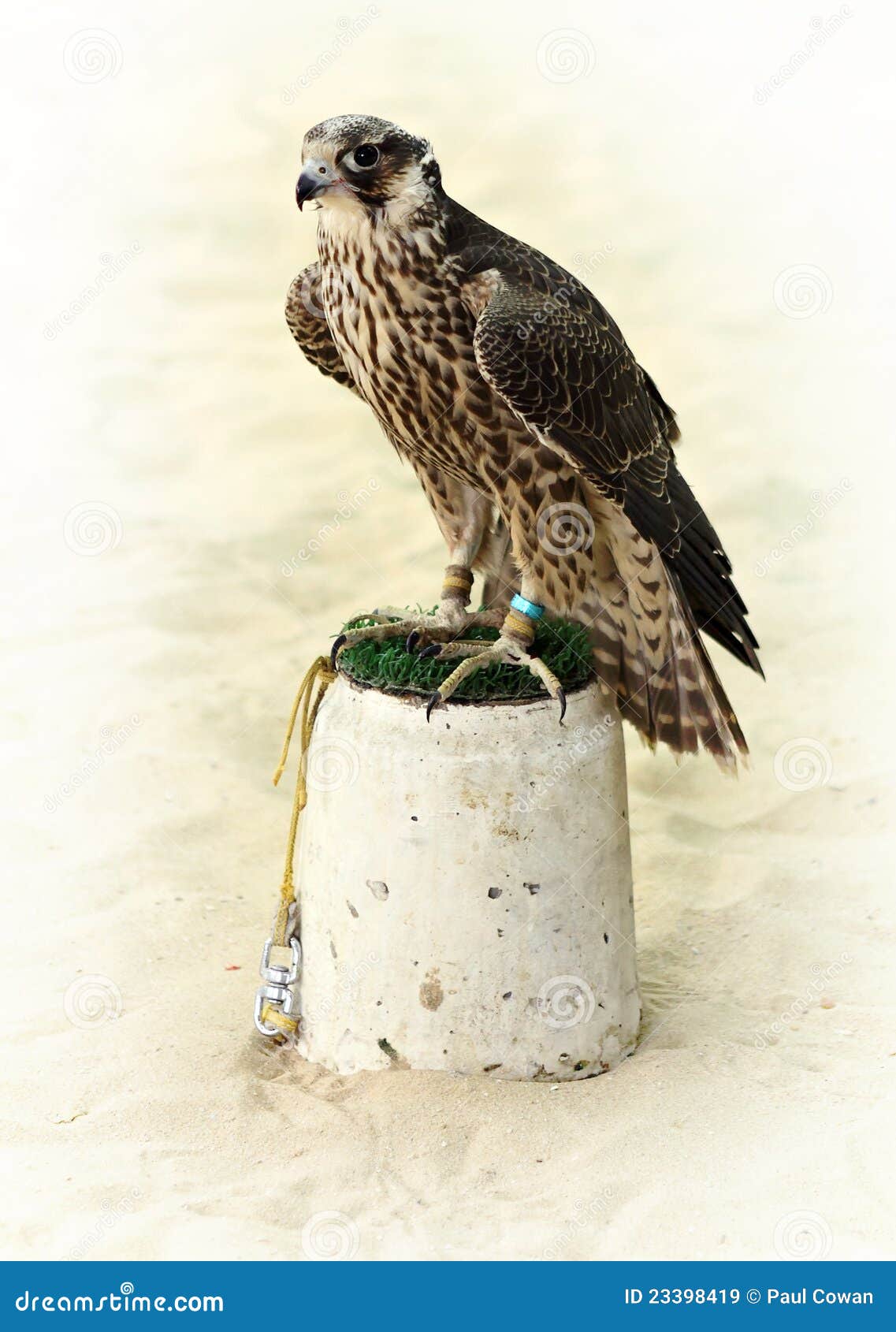 Faucon Arabe de chasse image stock. Image of fauconnerie - 23398419