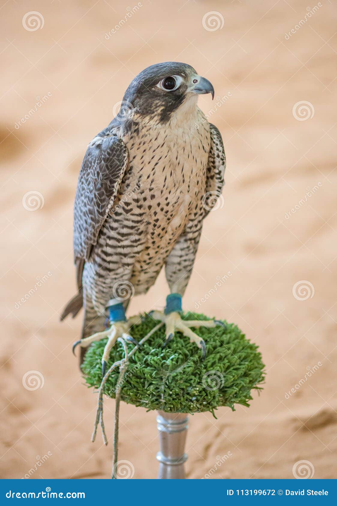 Faucon Arabe sur sa perche photo stock. Image of fauconnerie - 113199672