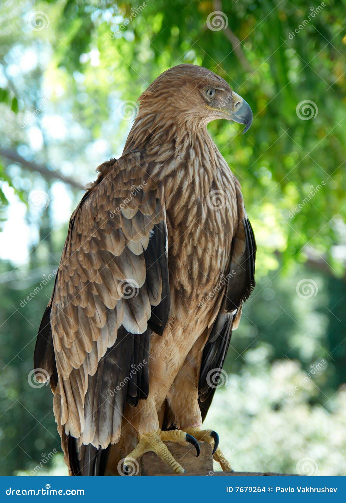 Faucon d'aigle photo stock. Image of agression, brun, beauté - 7679264