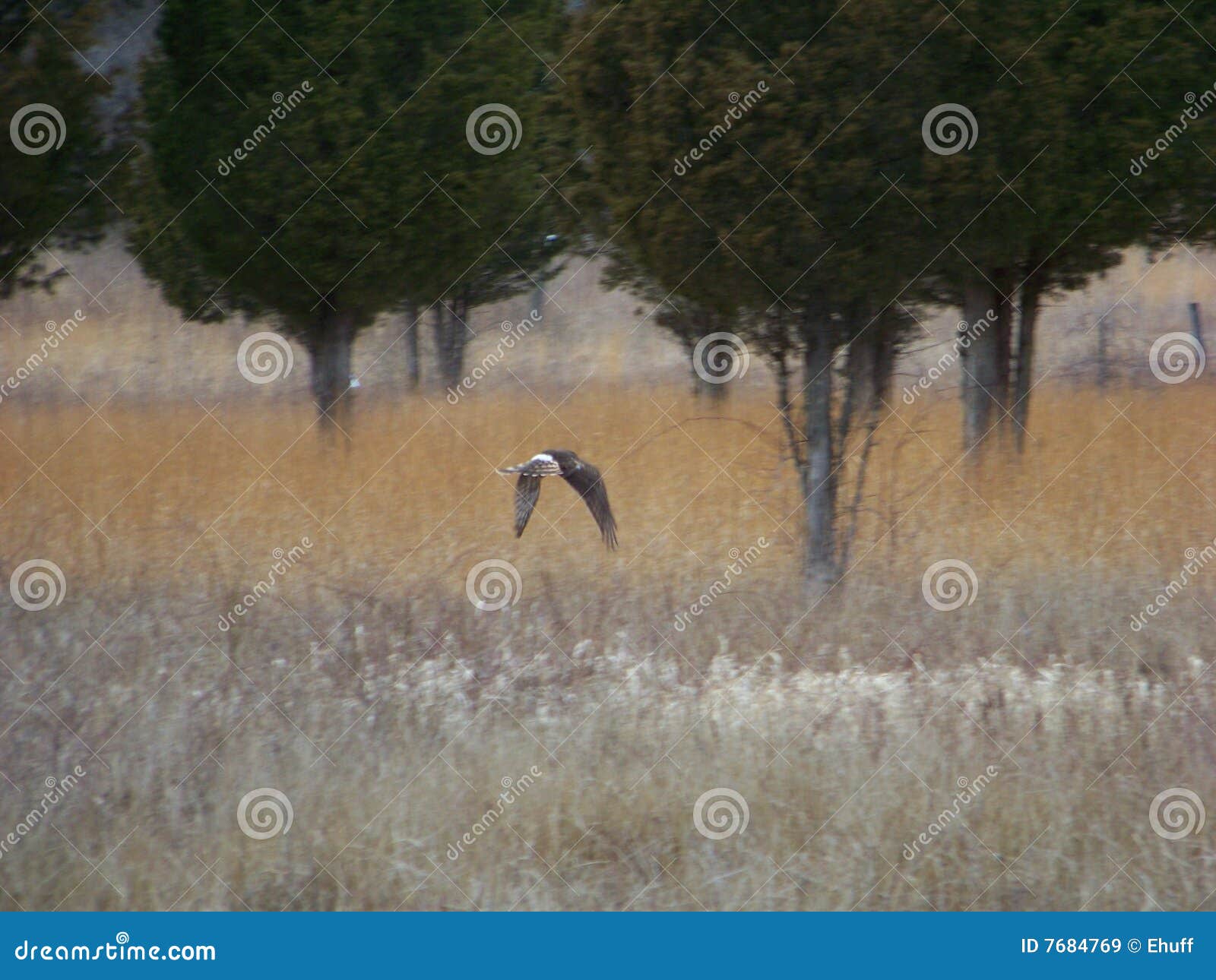 Faucon de vol image stock. Image du faucon, chasseur, liberté - 7684769