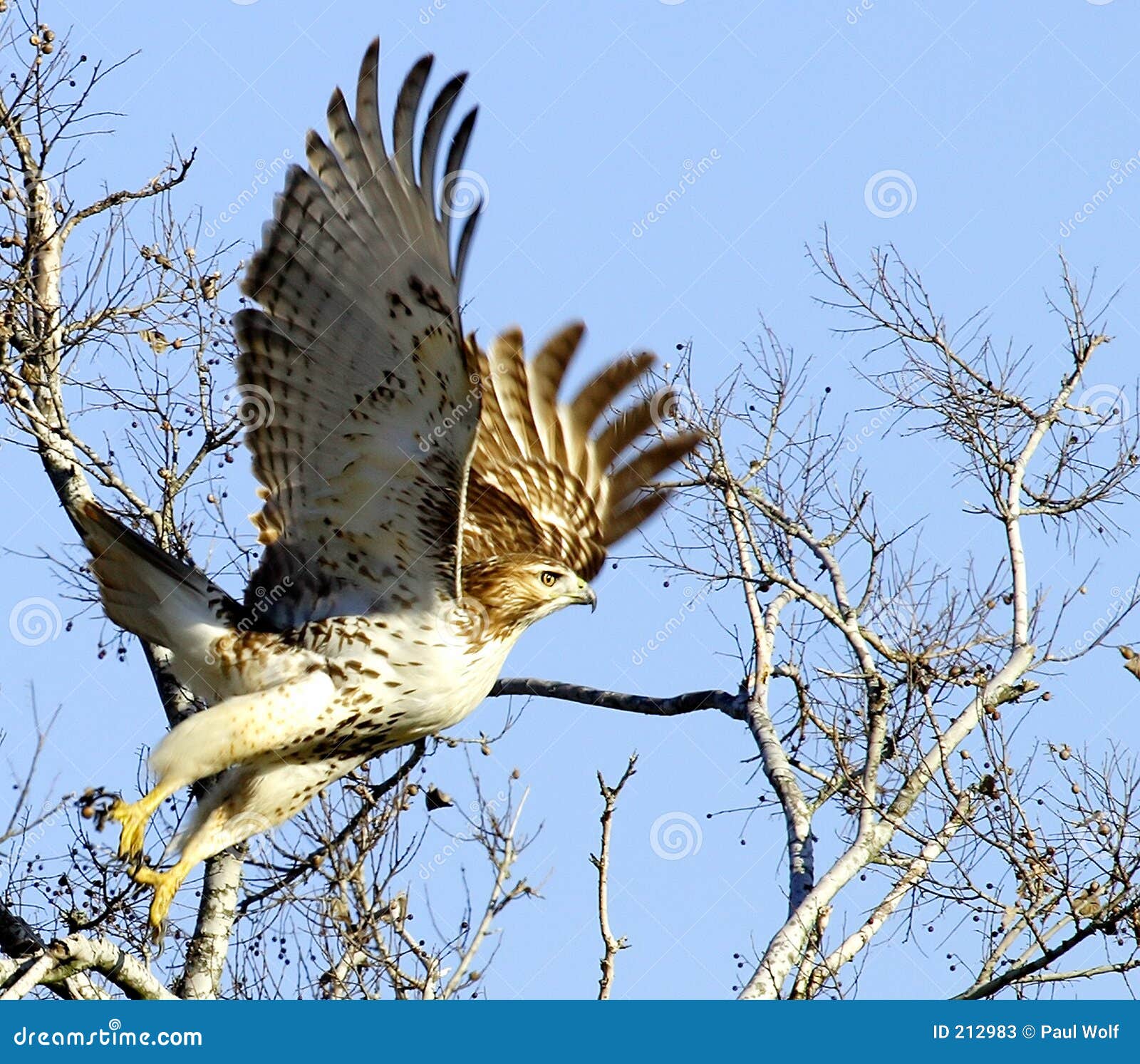 Faucon effectuant le vol image stock. Image du texas, moyen - 212983
