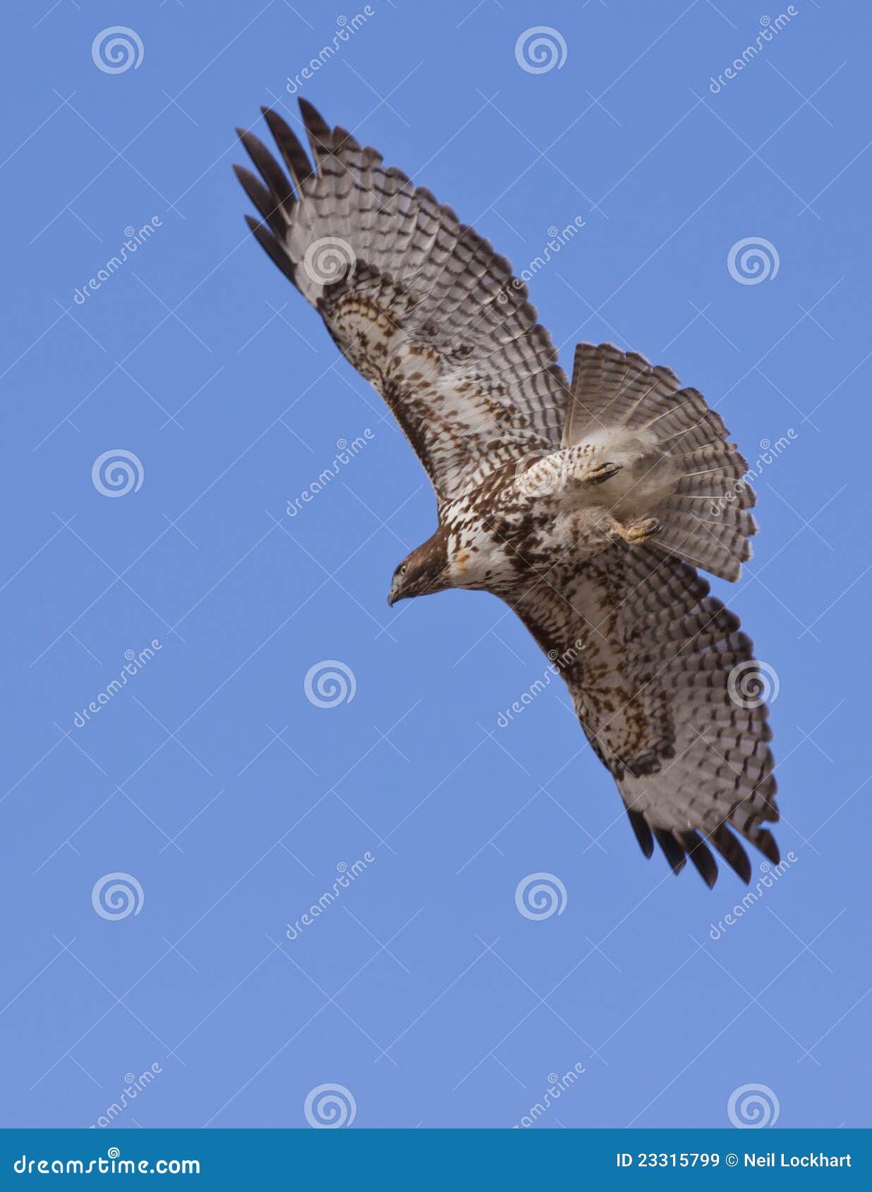 Faucon en vol image stock. Image du serres, avien, nature - 23315799