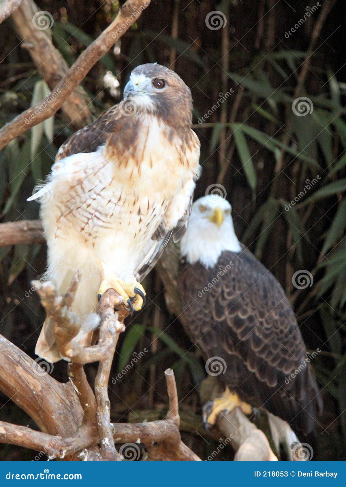 Faucon et aigle image stock. Image du proie, faucon, griffes - 218053