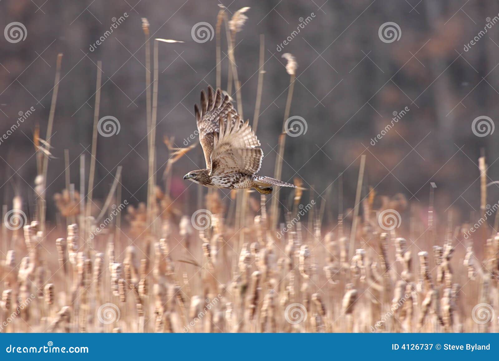 Faucon Rouge-suivi en vol image stock. Image du yeux, animal - 4126737