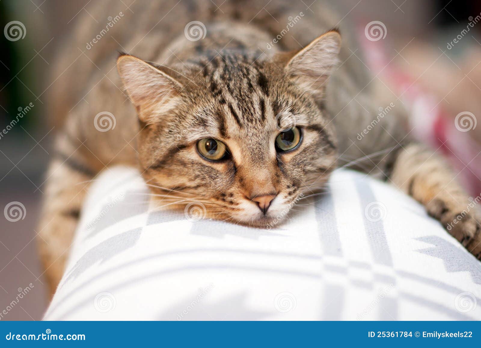 Faule Katze stockfoto. Bild von faul, nett, tier, katze - 25361784