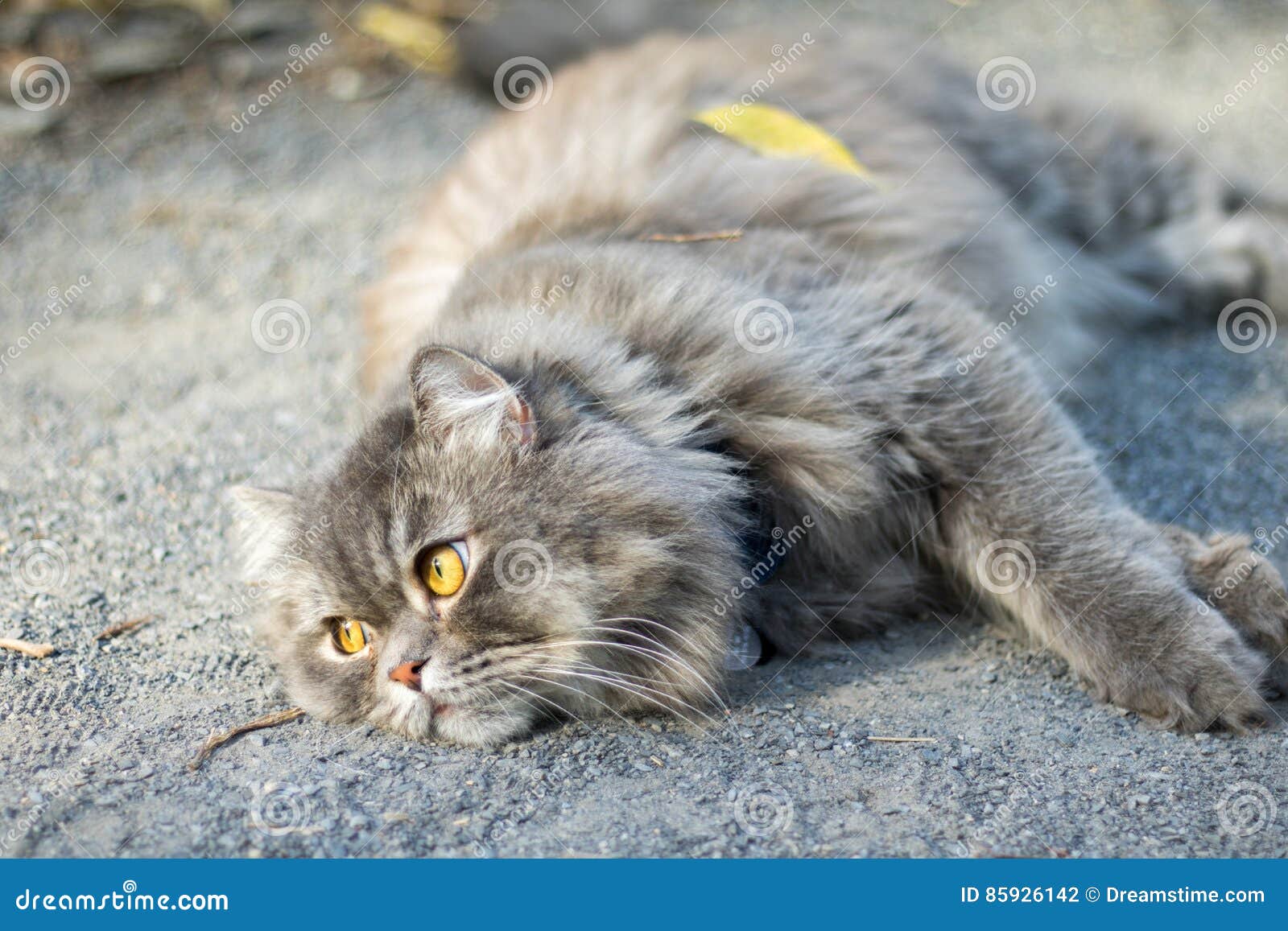 Faule Katze stockfoto. Bild von haarig, gold, bruch, katze - 85926142