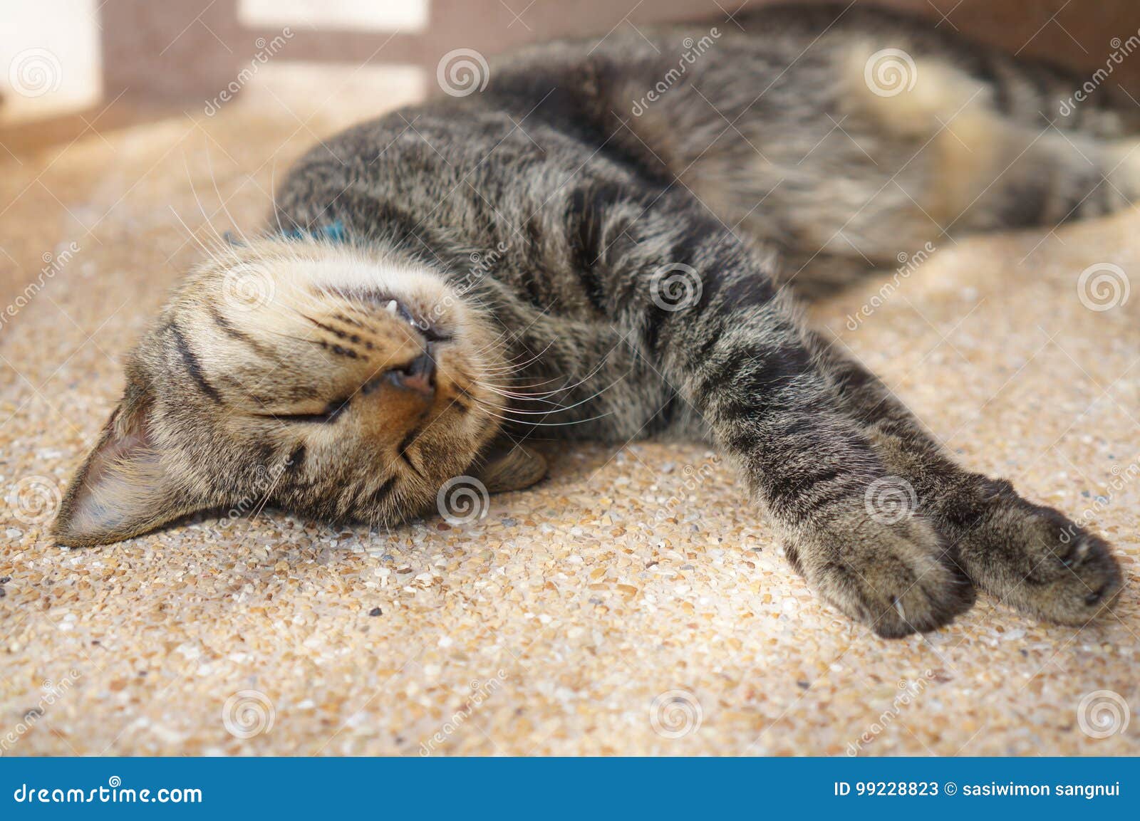 Faule Katze stockbild. Bild von schlafen, schläfrig, relax - 99228823