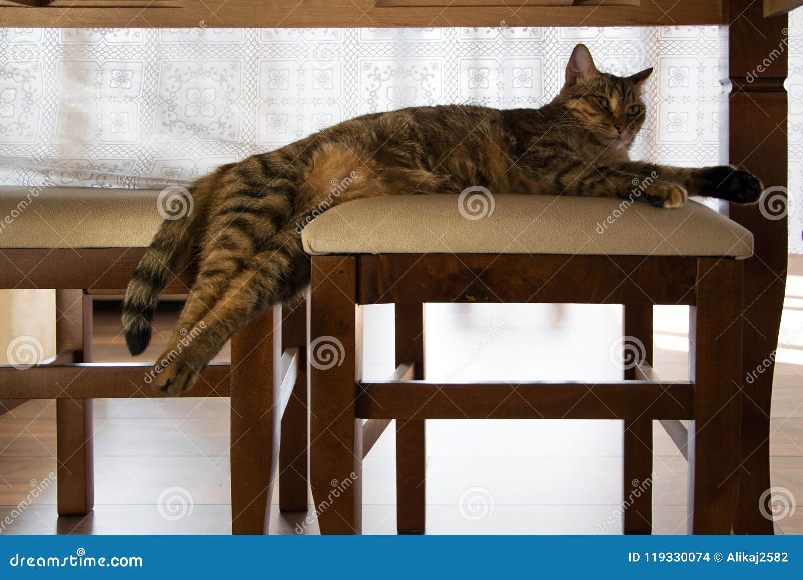 Faule Katze, Die Unter Der Tabelle Stillsteht Stockfoto - Bild von ...