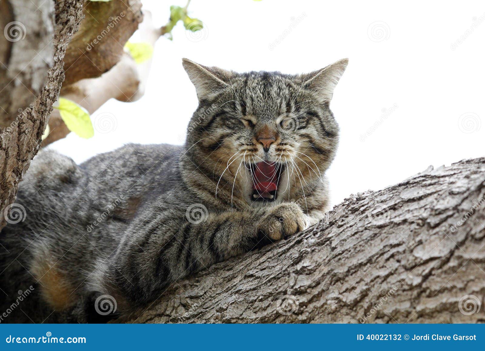 Faule Katze in einem Baum stockfoto. Bild von gähnen - 40022132