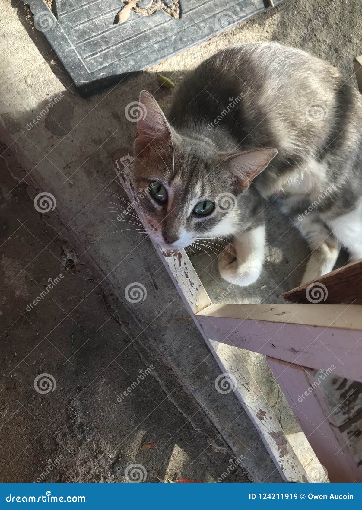 Faule Katze an Einem Sommer-Tag Stockbild - Bild von faul, katze: 124211919