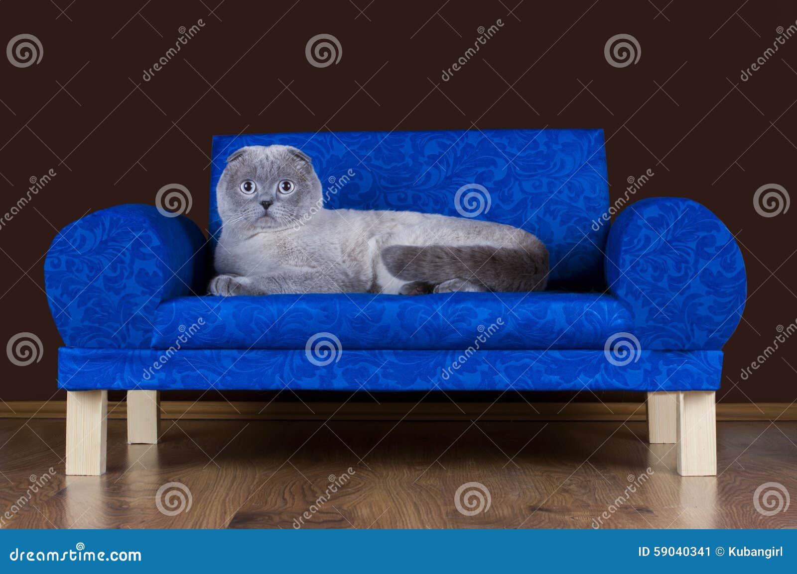 Faule Katze Steht Auf Der Couch Still Stockbild - Bild von liebling ...