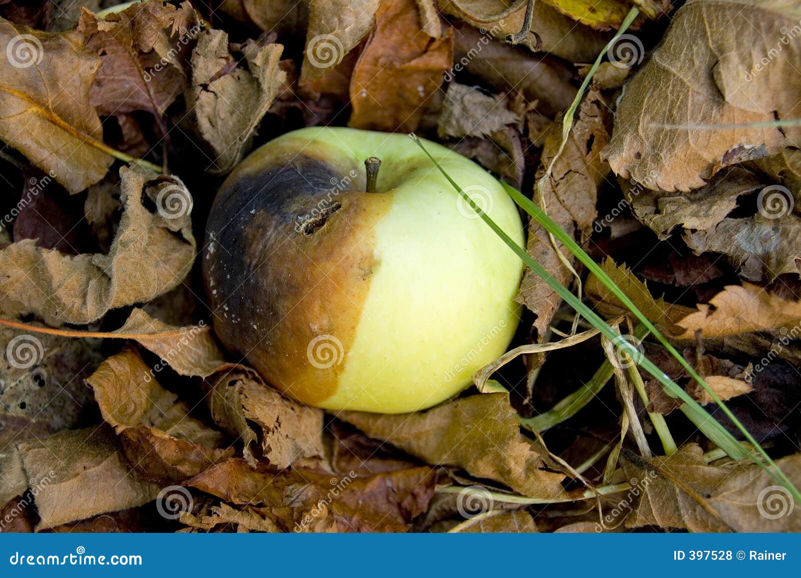 Fauler Apfel stockfoto. Bild von trocken, grün, laub, garten - 397528