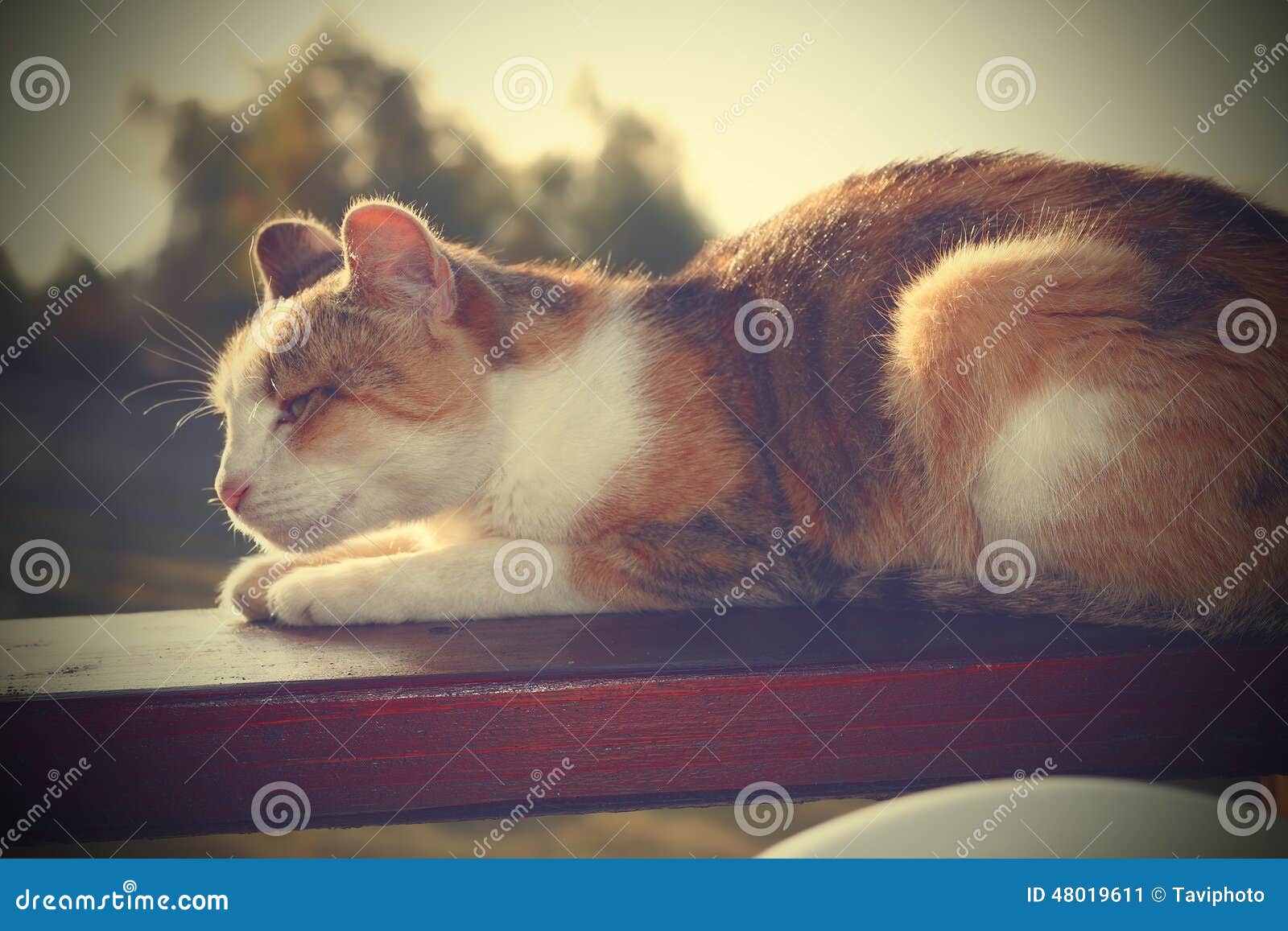 Faules Katzestillstehen stockbild. Bild von nahaufnahme - 48019611