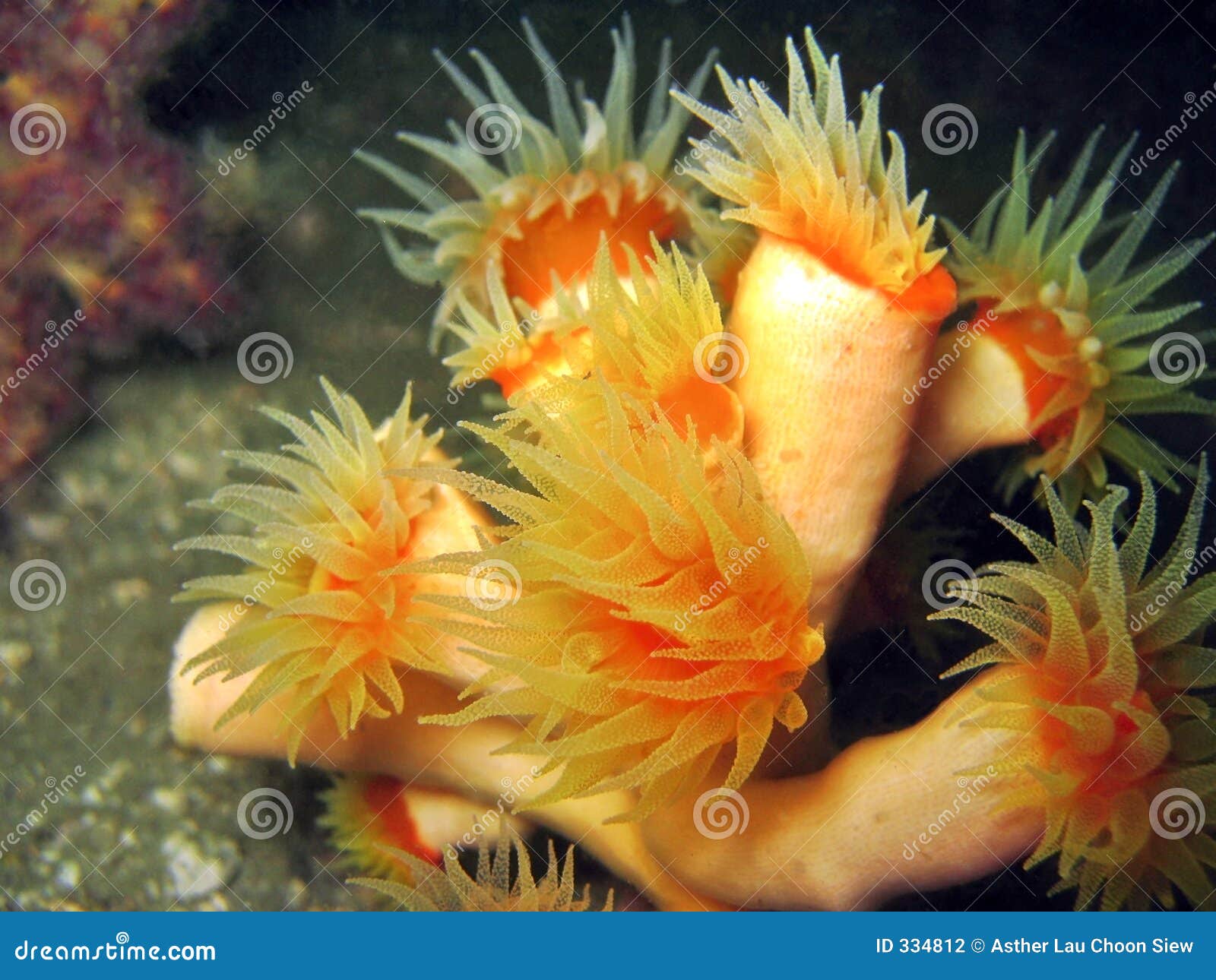 106 Daisy Polyps Stock Photos - Free & Royalty-Free Stock Photos from ...