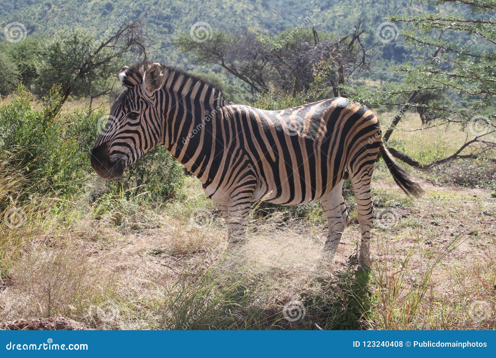 La Fauna De Los Animales Terrestres De Cebra De La Vida Silvestre ...