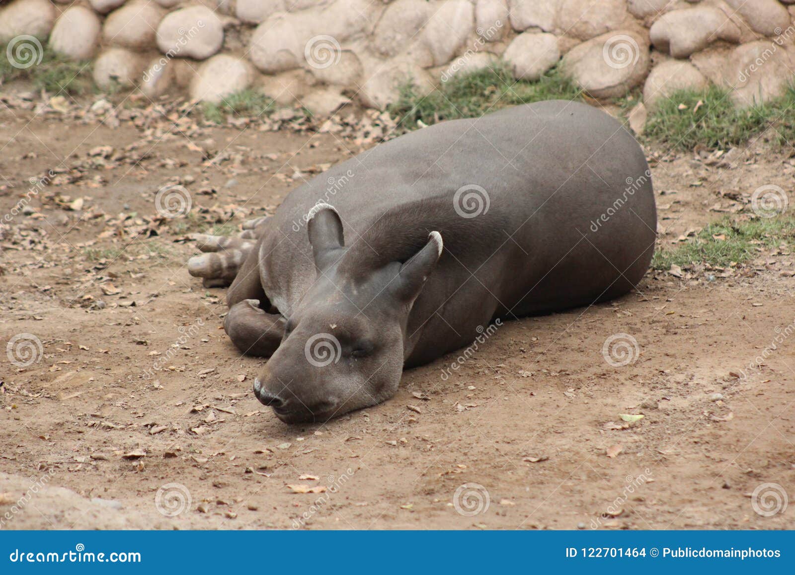 Hocico Animal Terrestre De La Fauna Silvestre Imagen. Imagen: 122701464