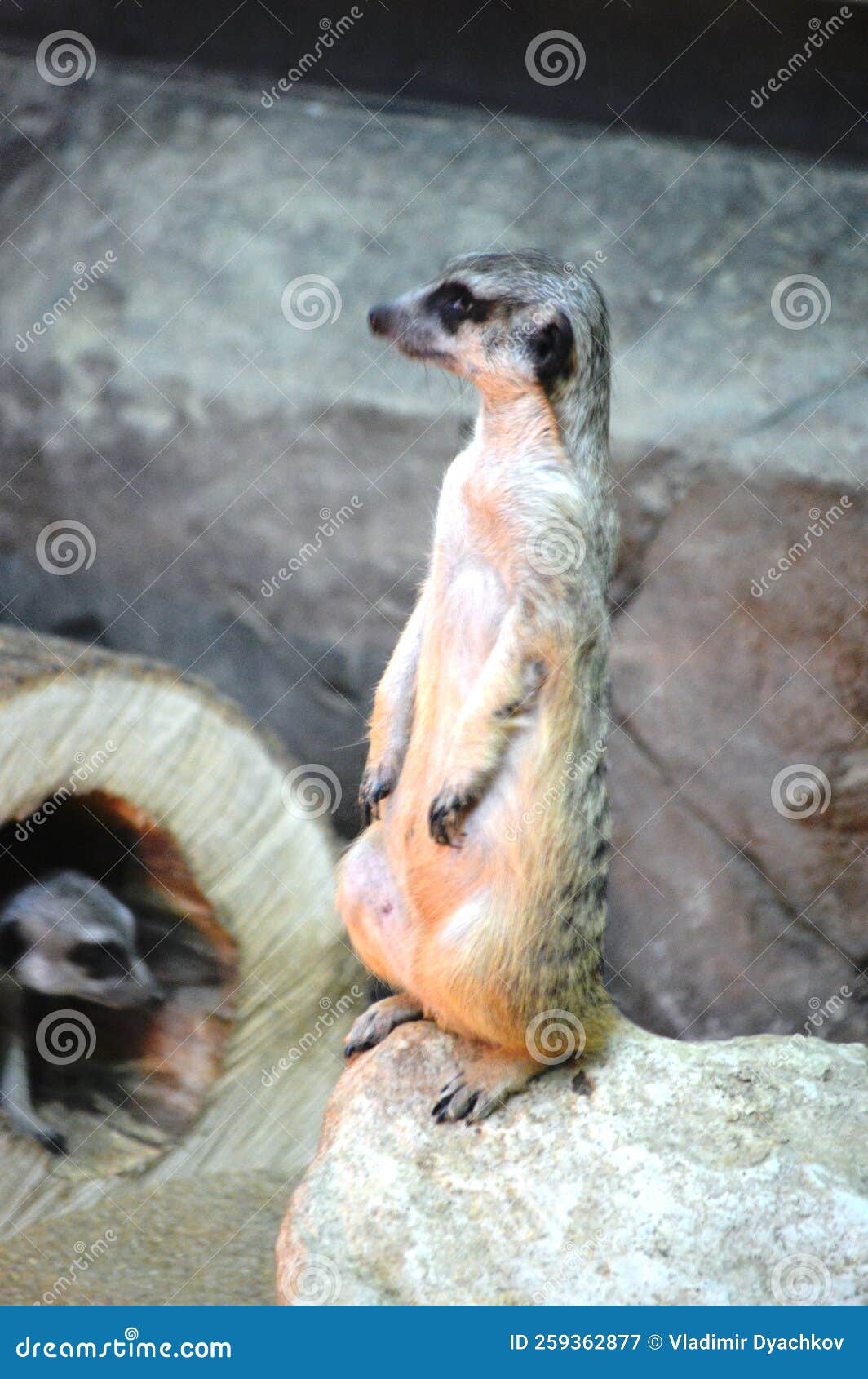 Animal world of the Earth stock image. Image of trip - 259362877