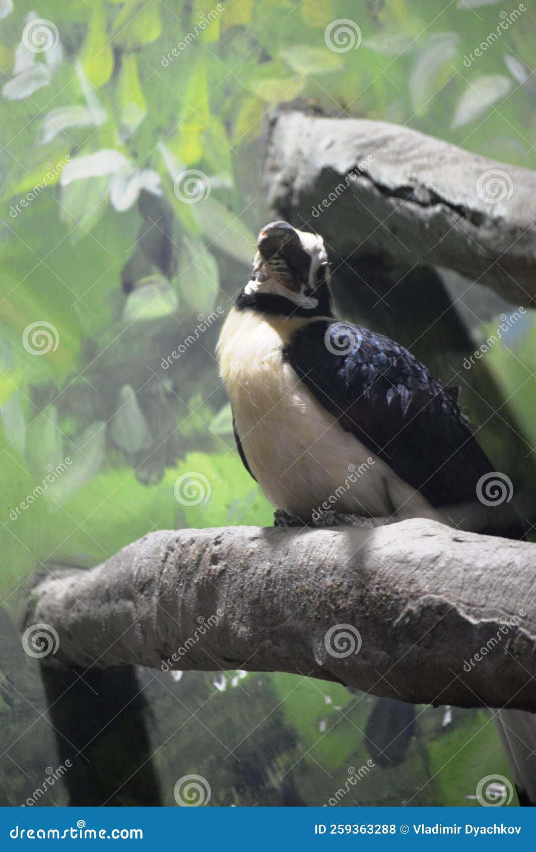 Animal world of the Earth stock photo. Image of white - 259363288