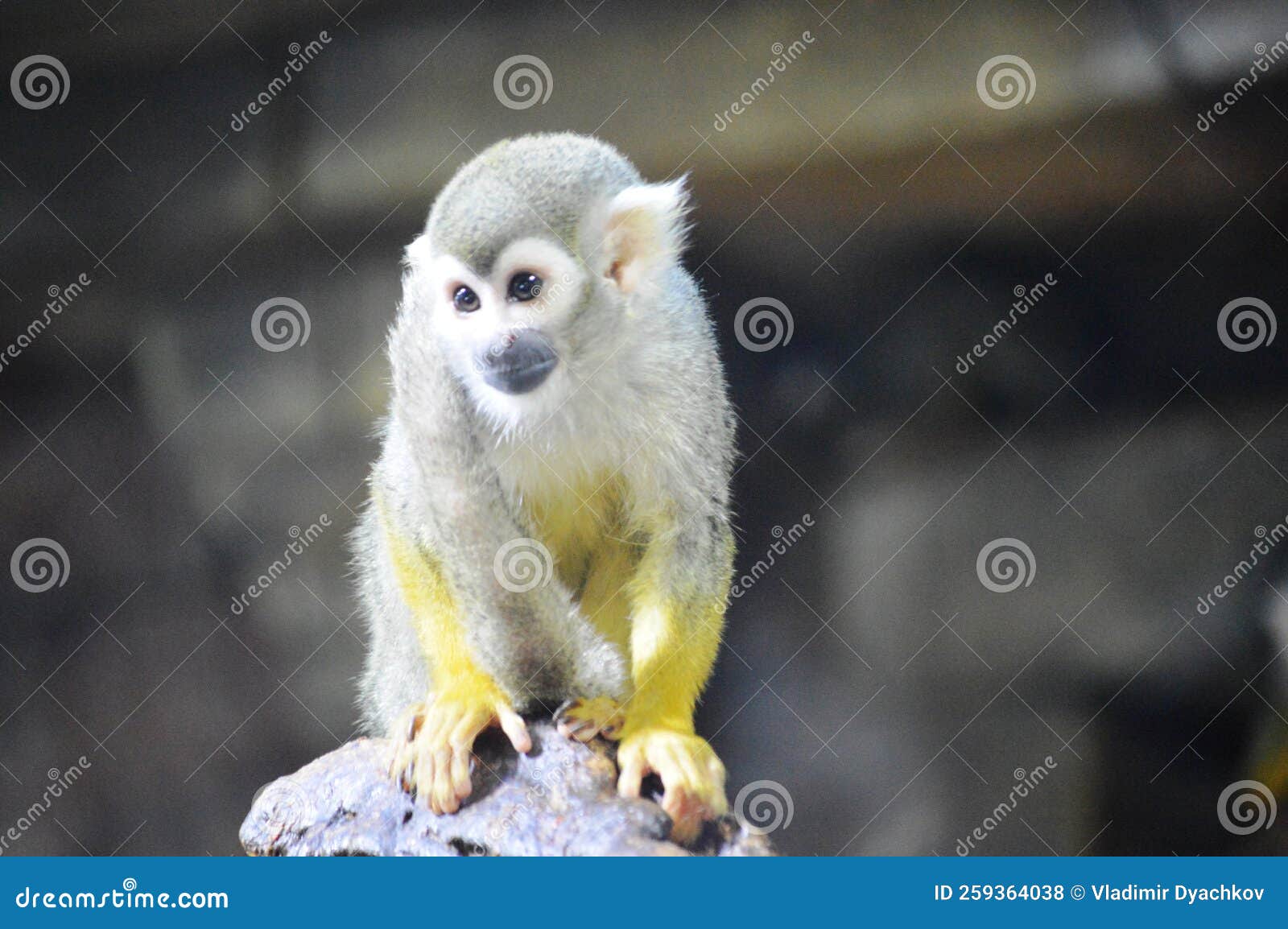 Animal world of the Earth stock photo. Image of closeup - 259364038