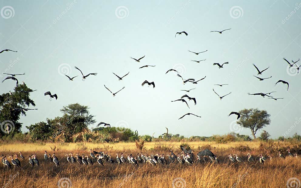Fauna Avícola, Delta De Okavango, Botswana Foto de archivo - Imagen de ...
